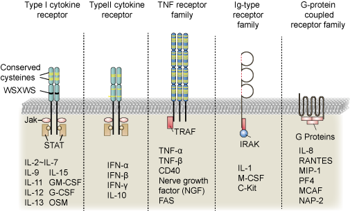 Cytokines and cytokine receptors ELISA Kits - Creative Diagnostics