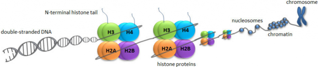 What are Histones? - Creative Diagnostics