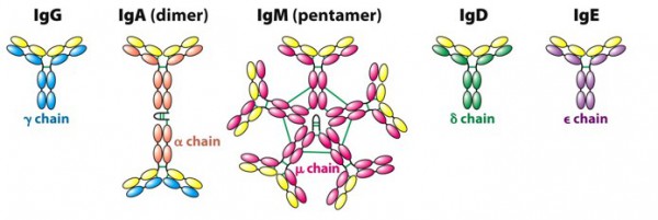 Clinical significance of five immunoglobulin tests - Creative Diagnostics