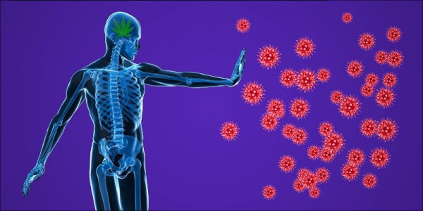 What is an autoimmune disease? - Creative Diagnostics