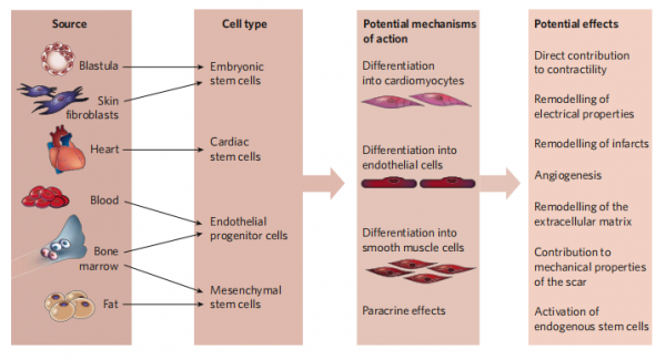 Stem-Cell Therapy For Cardiac Disease - Creative Diagnostics