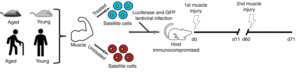 New Induction Technology For Rejuvenating Aging Human Cells - Creative ...