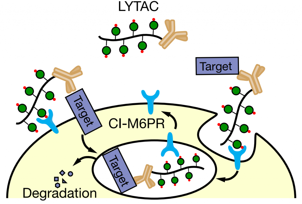 Novel Chimera Targeting Lysosomes Can Degrade Extracellular Proteins ...