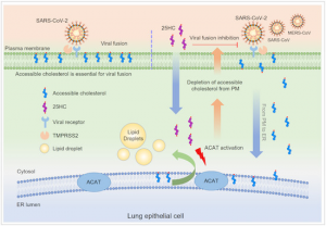 Cholesterol-25-Hydroxylase Inhibits Sars-Cov-2 And Other Viral ...