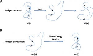 The Method of IHC Antigen Retrieval - Creative Diagnostics