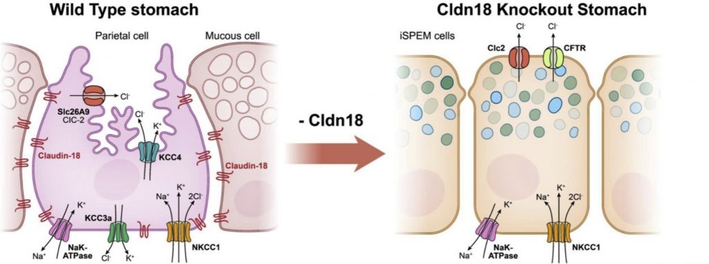 Research Progress of CLDN18.2 Protein in the Treatment of Malignant ...