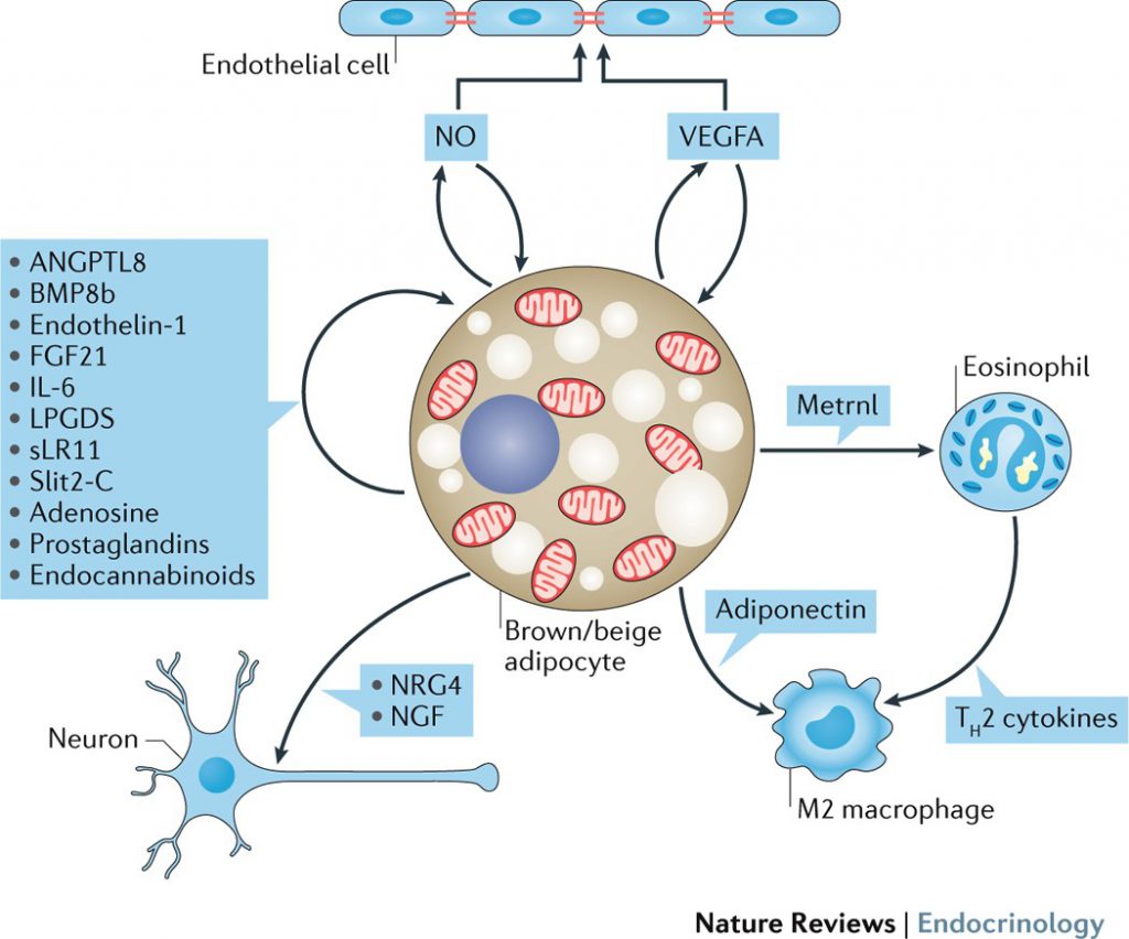 The Switch to Burn Fat-IL-27 - Creative Diagnostics