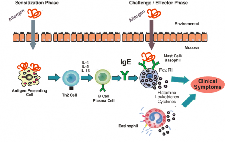 Food Allergen Sensitization Assessment Method-In Vitro Determination ...