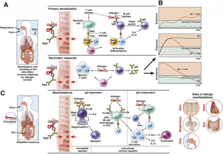Food Allergen Sensitization Assessment Method-In Vivo Measurement ...