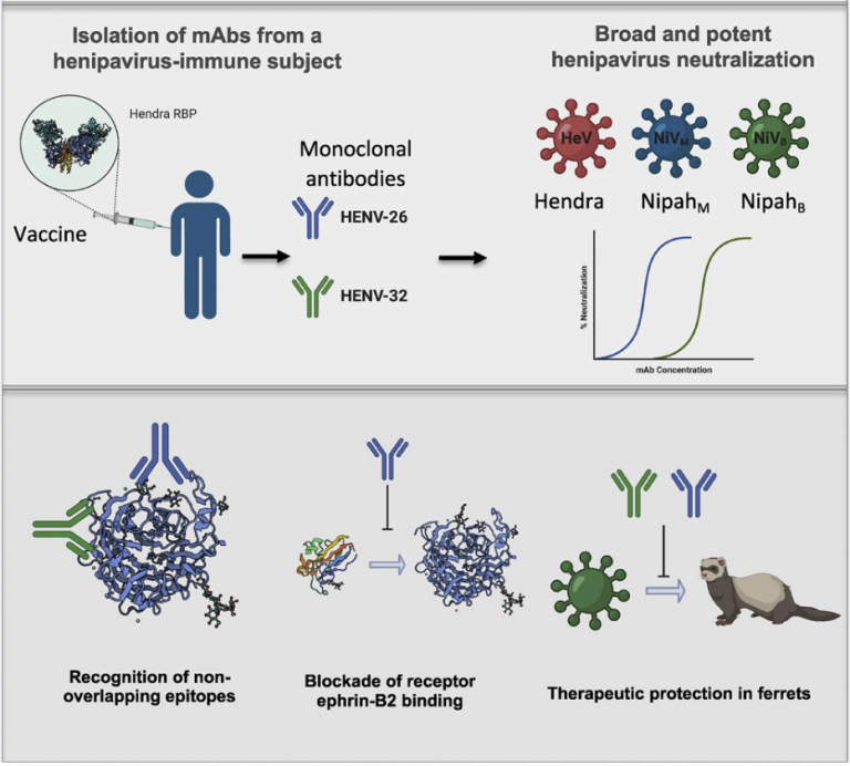 Nipah Virus Detection Method - Creative Diagnostics