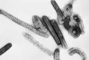 A Brief Introduction to Marburg Virus - Creative Diagnostics