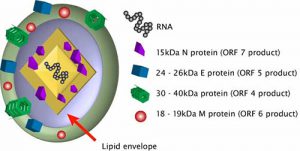 A Brief Description of Porcine Reproductive and Respiratory Syndrome ...