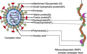 An Overview of Research on Human Metapneumovirus Infection - Creative ...