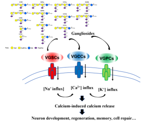 The Relationship Between Gangliosides and Nervous System Development - Creative Diagnostics