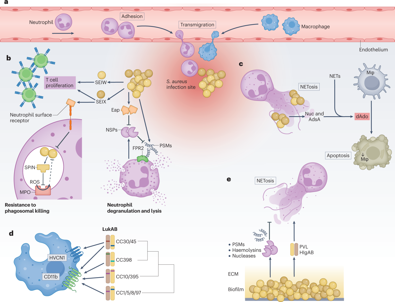 Staphylococcus Aureus Enterotoxin B Detection Method Creative Diagnostics