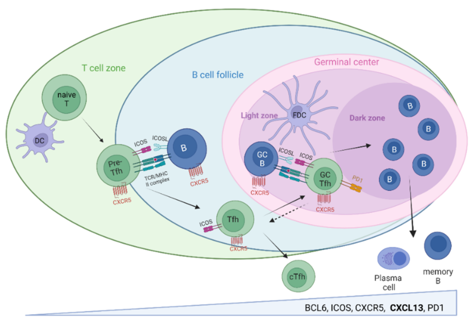 The Role of CXCR5/CXCL13 Axis in Tumors - Creative Diagnostics