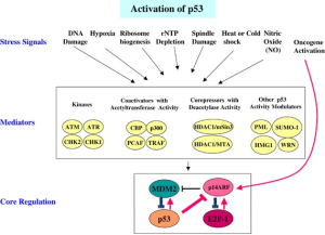 The Role of Targeting p53 Signaling Pathway in Cancer Therapy - Creative Diagnostics