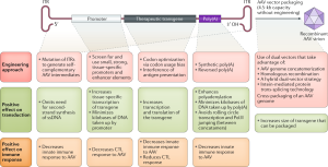 Adeno-Associated Virus Vector (AAV) Application Q&A - Creative Diagnostics