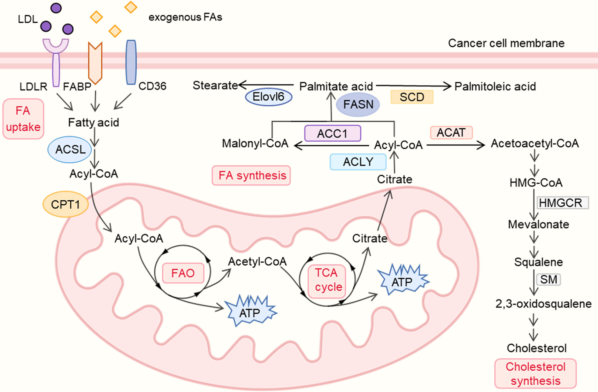 Reprogramming of Lipid Metabolism in the Tumor Microenvironment - Creative Diagnostics