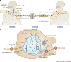 Research Progress on the Immune Mechanism of Varicella-Zoster Virus - Creative Diagnostics
