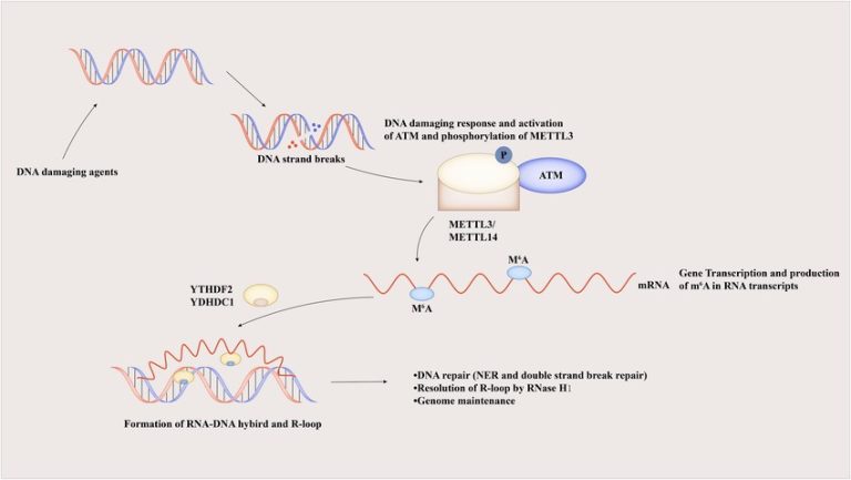 RNA Methylation Modification Regulates the DNA Damage Repair Process ...