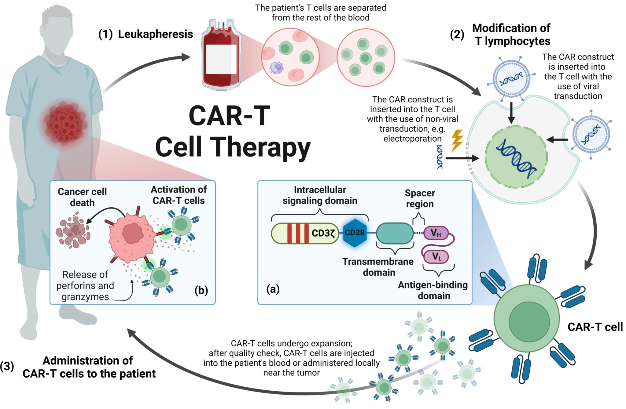 Research on Chimeric Antigen Receptor-Mediated Anti-Tumor Cell Therapy ...