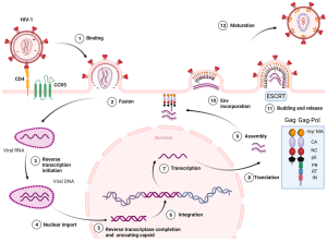 NHP Models in HIV Antiviral Drug Research – Creative Diagnostics