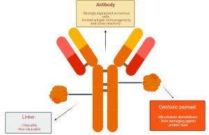 “Magic Bullet” in Precision Treatment of Tumors -Antibody Drug ...