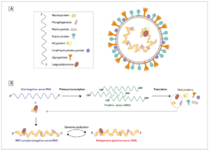 What is hMPV and How is It Caused? - Creative Diagnostics
