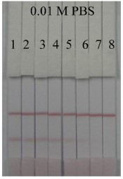 Amikacin Screen Test - Creative Diagnostics