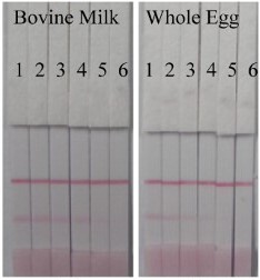 Amikacin Screen Test - Creative Diagnostics