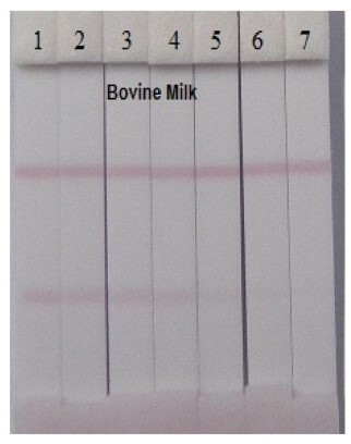 Apramycin Antibodies & Antigens - Creative Diagnostics
