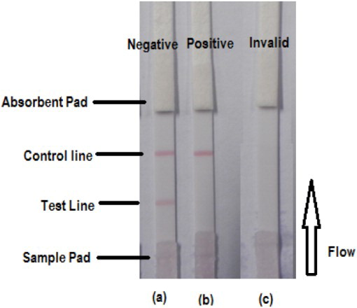 Apramycin Screen Test - Creative Diagnostics