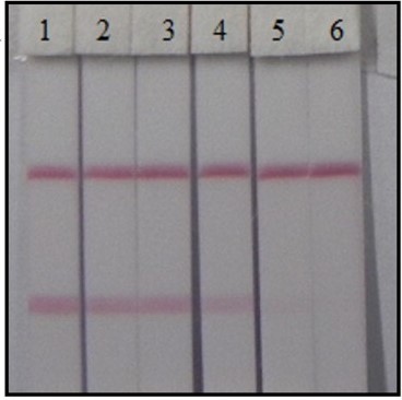 Avermectin Antibodies & Antigens - Creative Diagnostics