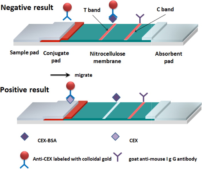 Cephalexin Screen Test - Creative Diagnostics