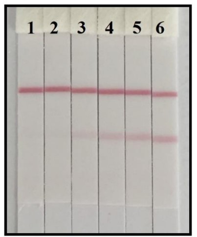 Citrinin Antibodies & Antigens - Creative Diagnostics