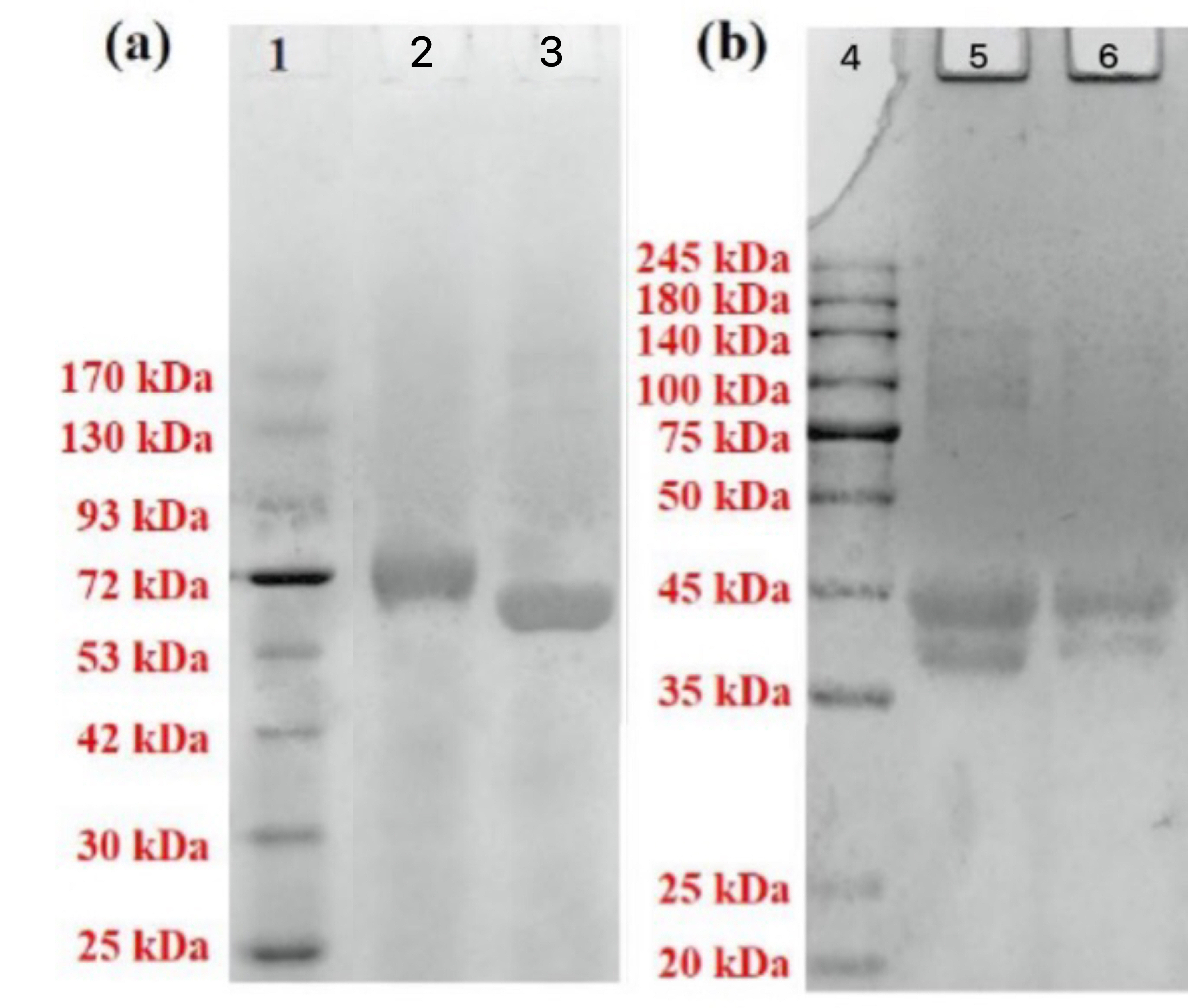 Clarithromycin Antibodies & Antigens - Creative Diagnostics