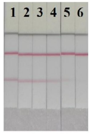 Clindamycin Antibodies & Antigens - Creative Diagnostics