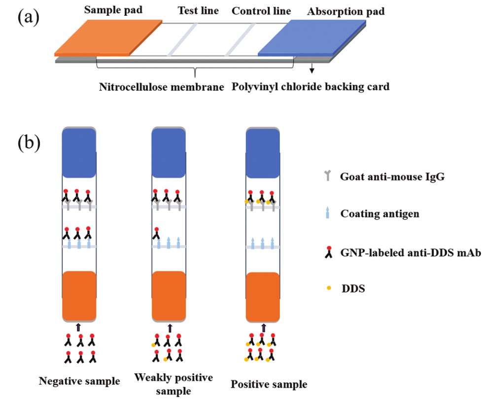 Dapsone Screen Test - Creative Diagnostics