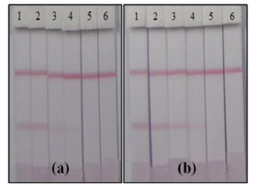 Diaveridine Antibodies & Antigens - Creative Diagnostics