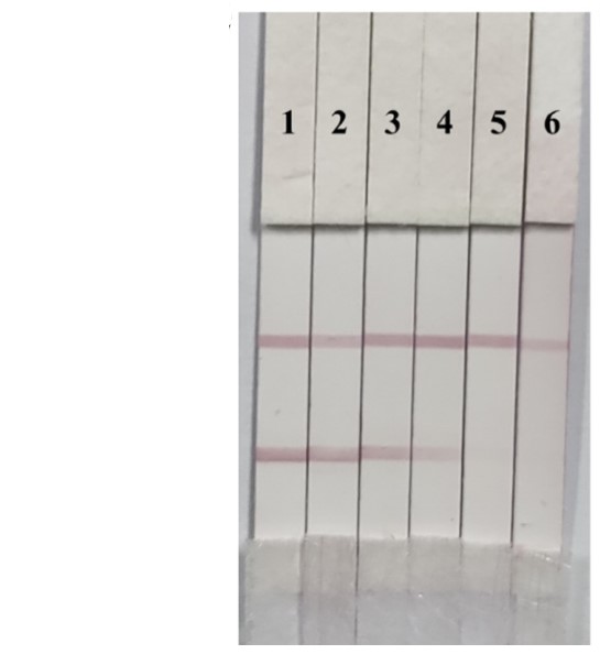 Diclazuril Residue Rapid Test Strip - Creative Diagnostics