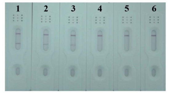 Dinitolmide Antibodies & Antigens - Creative Diagnostics