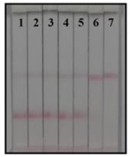 Fumonisin B1 Screen Test - Creative Diagnostics