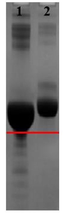 Gamithromycin Antibodies & Antigens - Creative Diagnostics