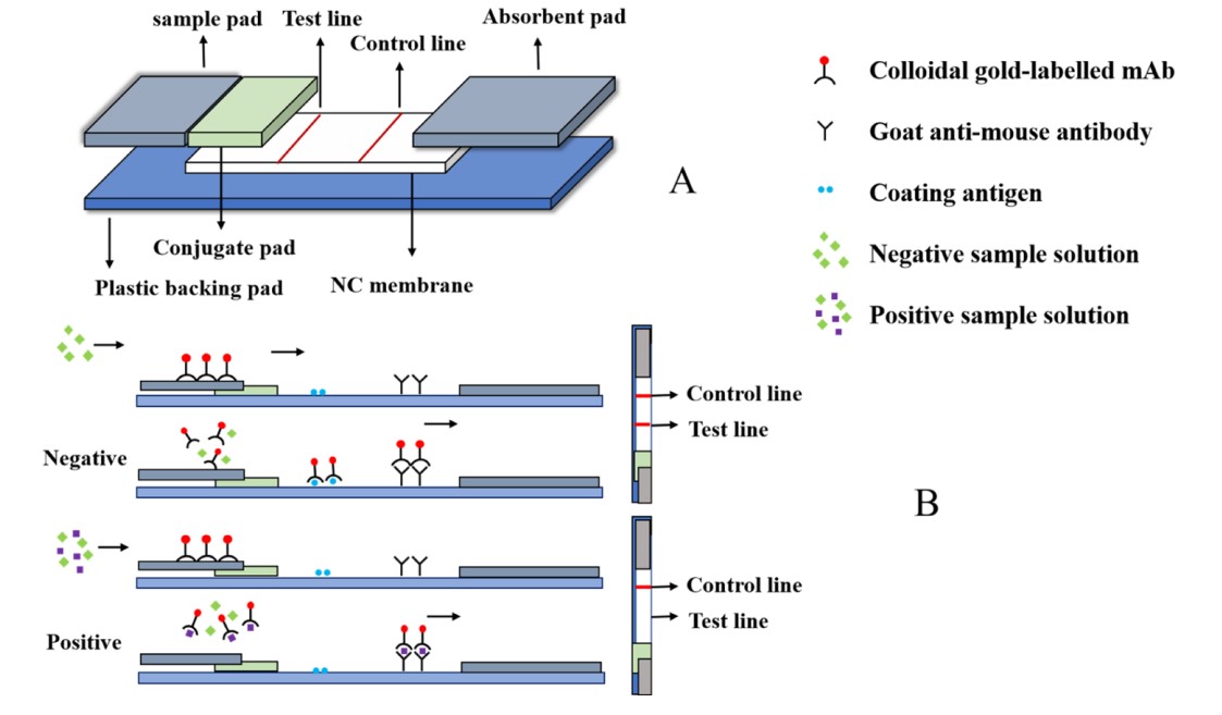 Imidocarb Screen Test - Creative Diagnostics