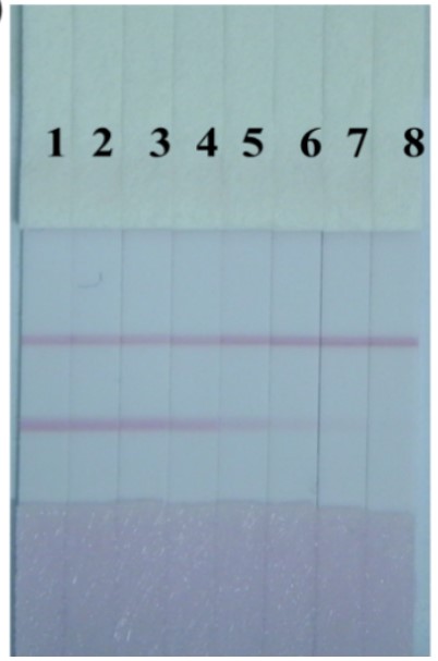 Ketoconazole Screen Test - Creative Diagnostics