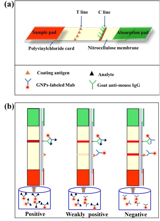 Kitasamycin Screen Test - Creative Diagnostics