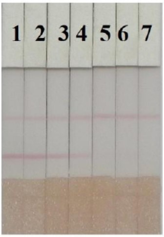 Kitasamycin Screen Test - Creative Diagnostics