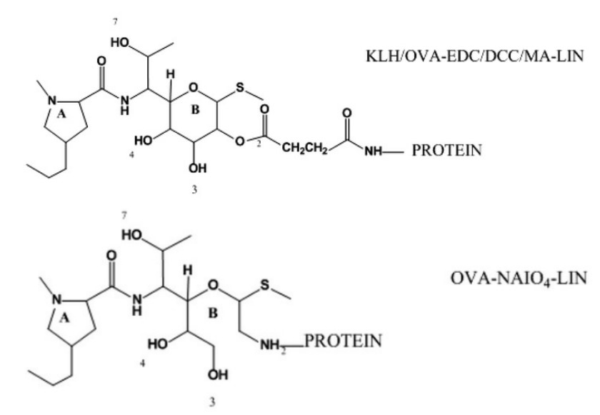 Lincomycin Antibodies & Antigens - Creative Diagnostics