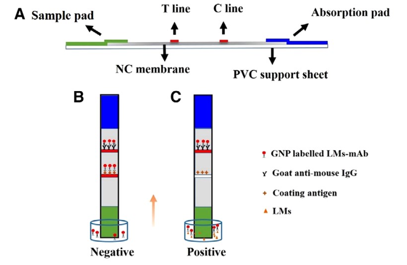 Lincomycin Screen Test - Creative Diagnostics